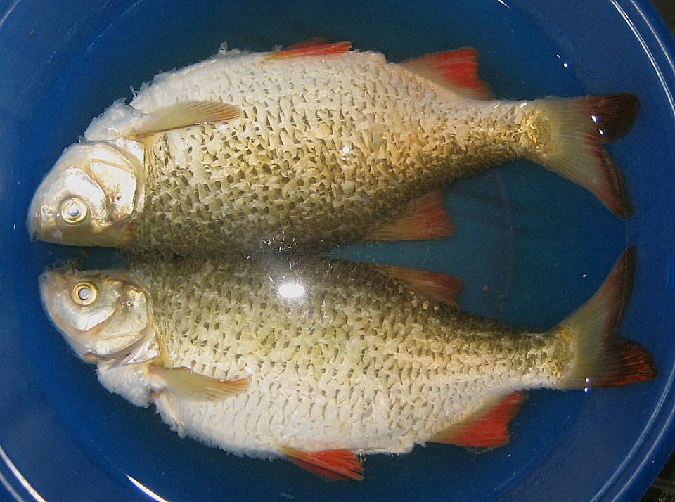 Backfisch von Lillymaus78 | Chefkoch.de